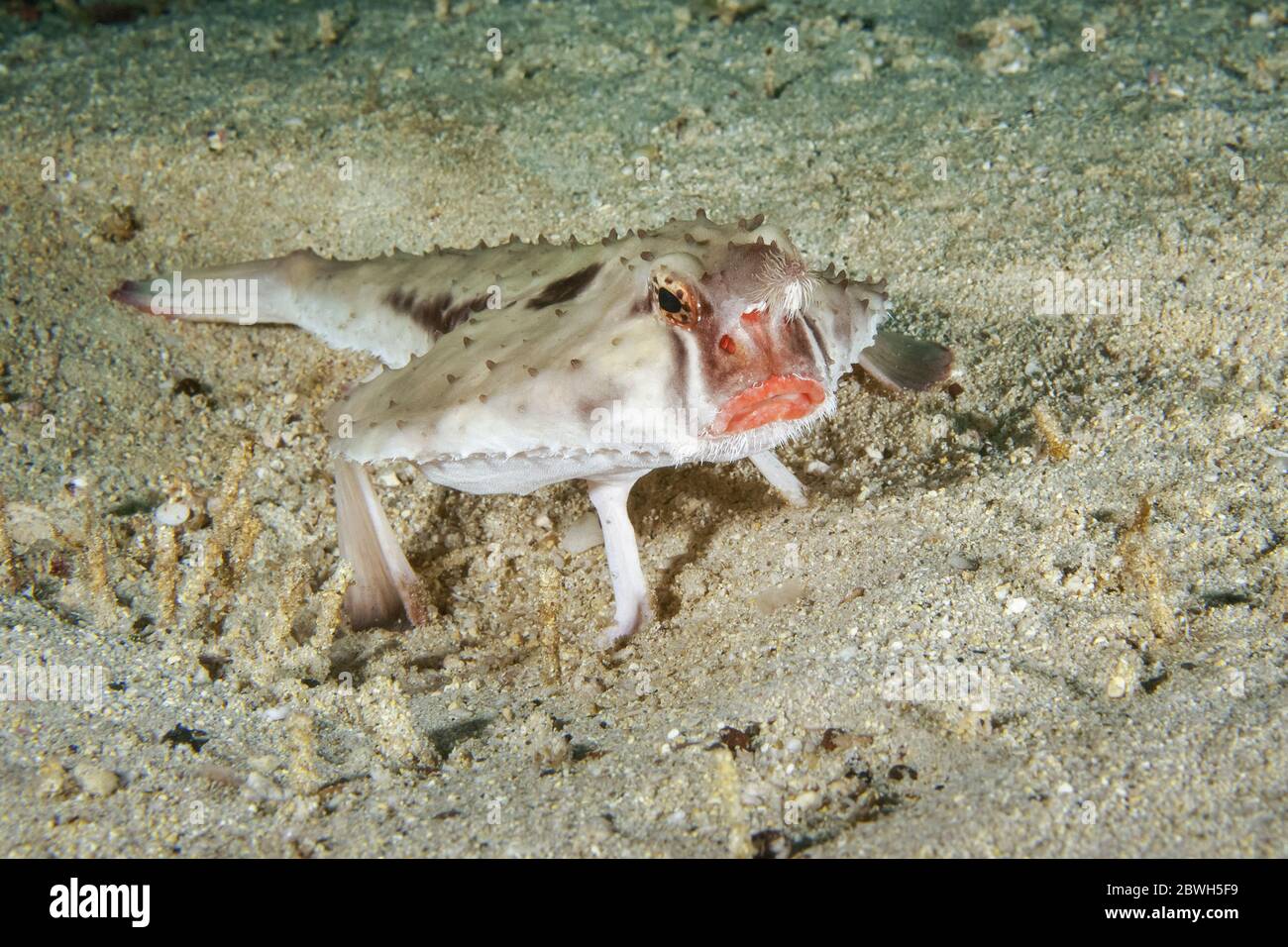 Anglerfish deep sea hi-res stock photography and images - Alamy