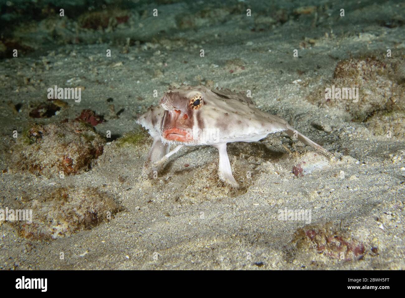 rosy-lipped batfish, Ogcocephalus porrectus, Cocos Island National Park ...