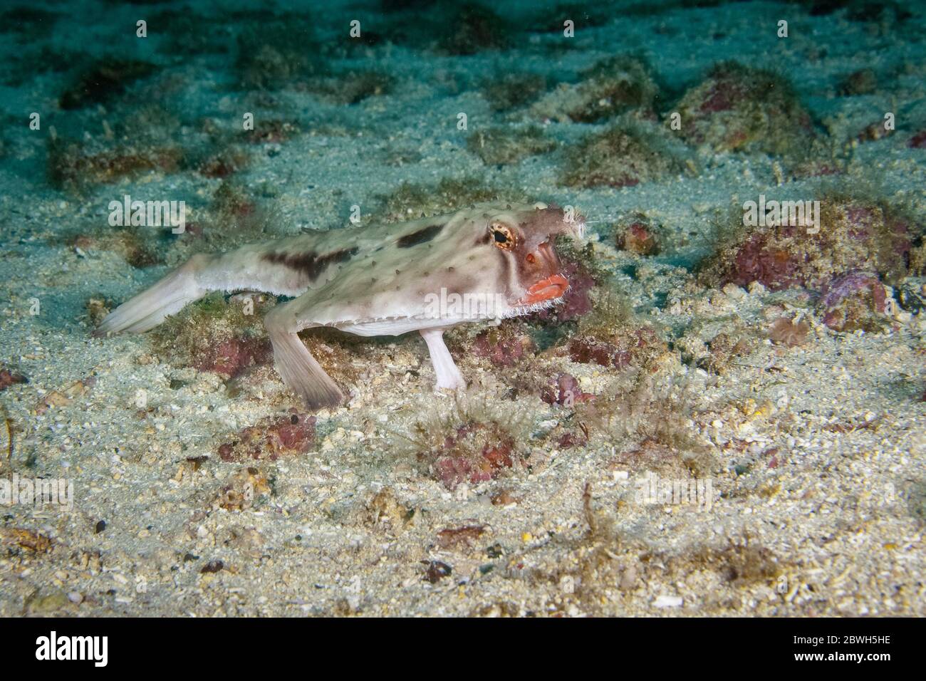 rosy-lipped batfish, Ogcocephalus porrectus, Cocos Island National Park ...