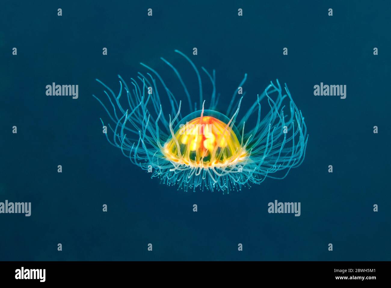 Hydromedusa hi-res stock photography and images - Alamy