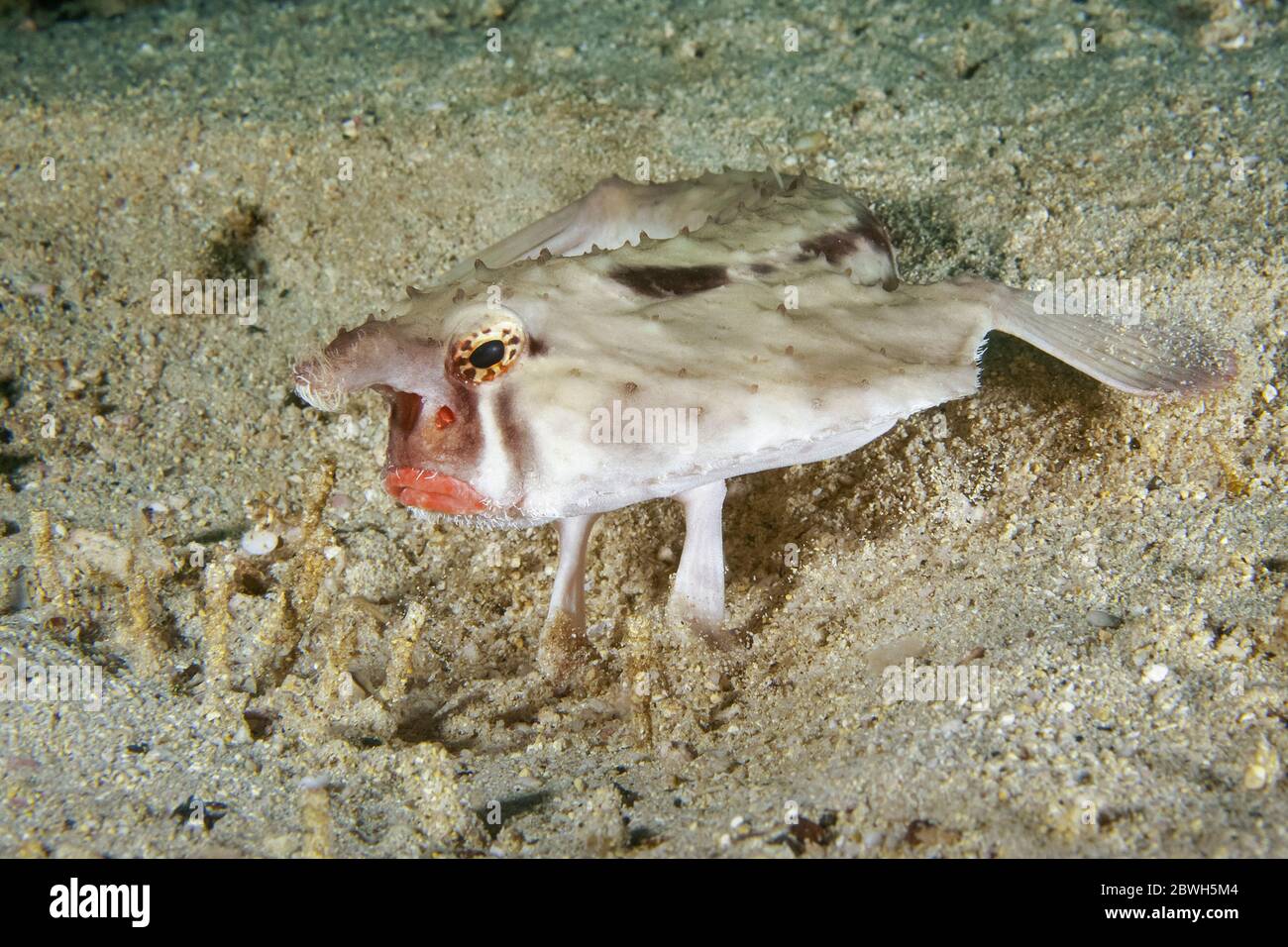 rosy-lipped batfish, Ogcocephalus porrectus, Cocos Island National Park ...