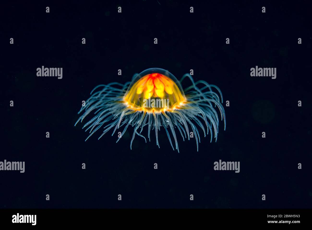 Hydromedusa hi-res stock photography and images - Alamy
