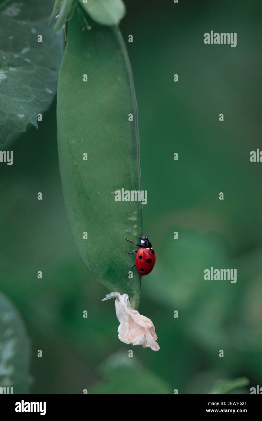 Close-up red ladybug on young pea pod. Environmental concept Stock ...