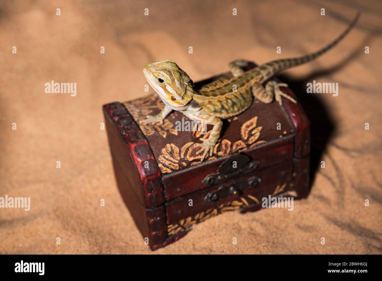 pogona vitticeps lizard. Australian bearded dragon lizard. Agama lizard ...