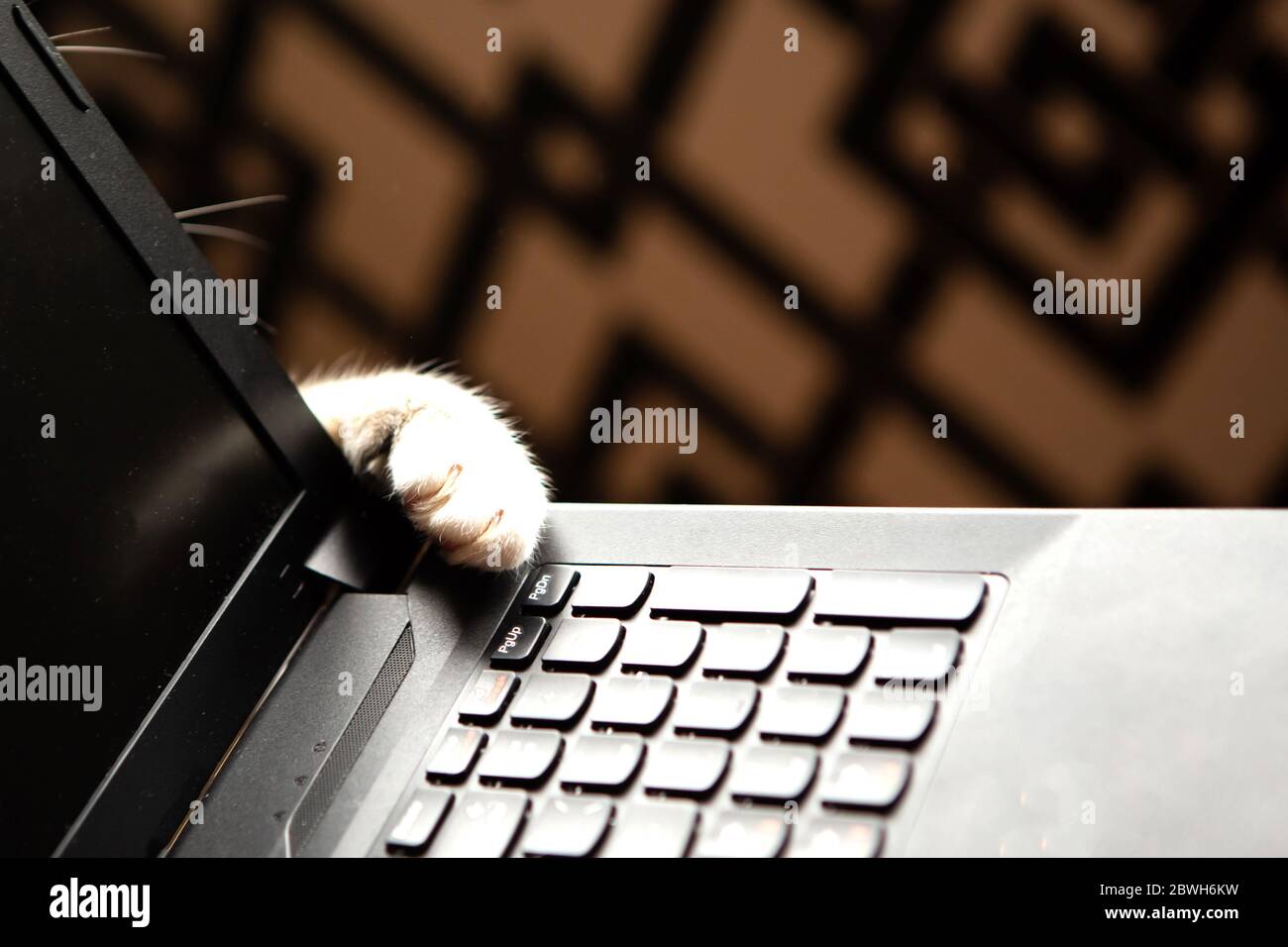 Paws on the keyboard hi-res stock photography and images - Alamy
