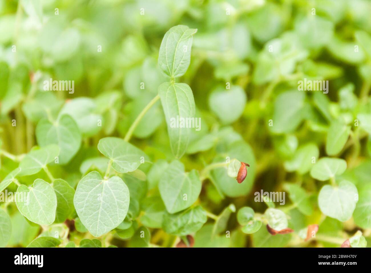 Close up fresh microgreen sprouts hi-res stock photography and images ...