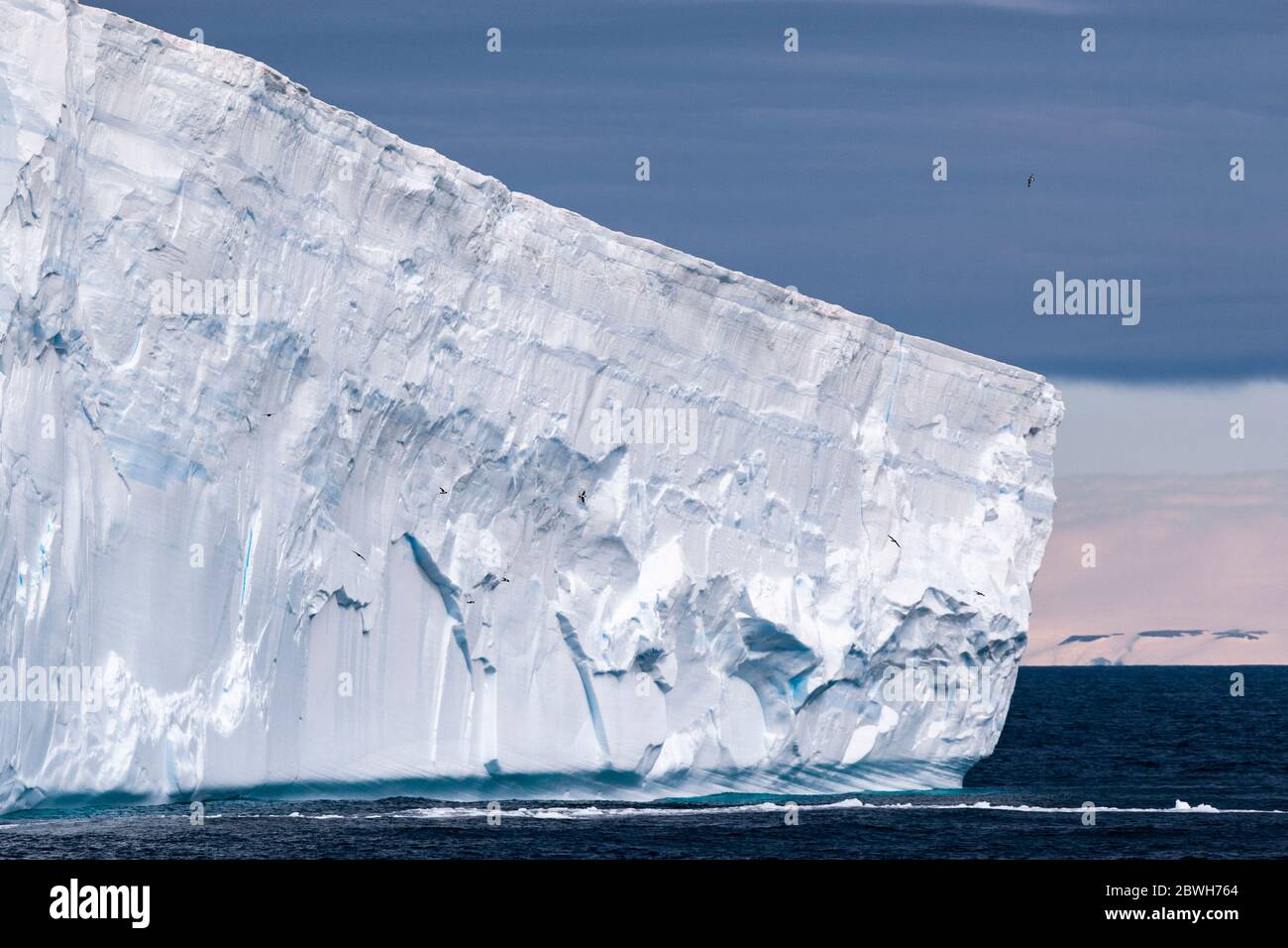 Cape petrel, Daption capense, flying in front of iceberg, near ...