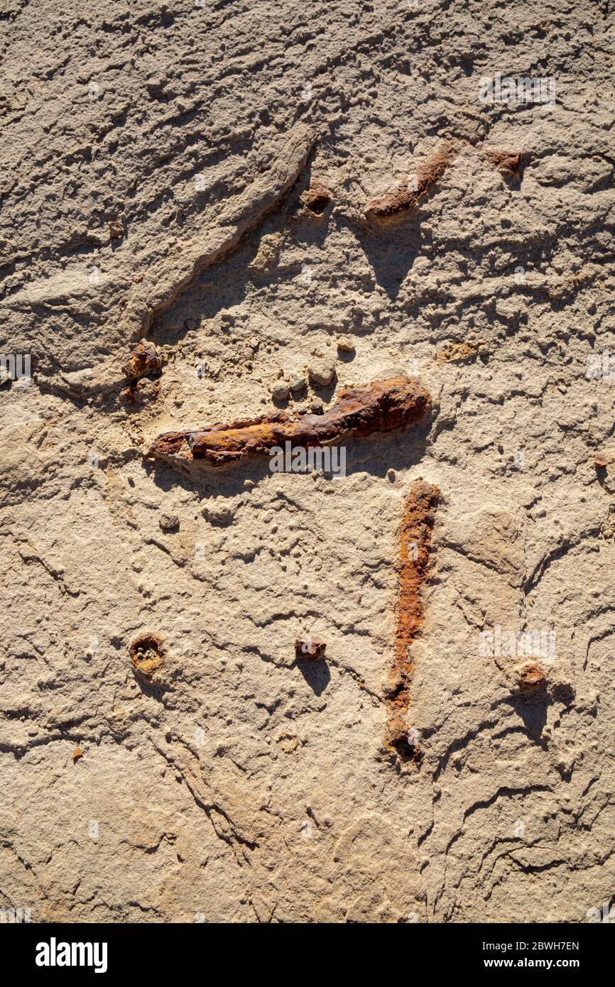 Shrimp burrows hi-res stock photography and images - Alamy
