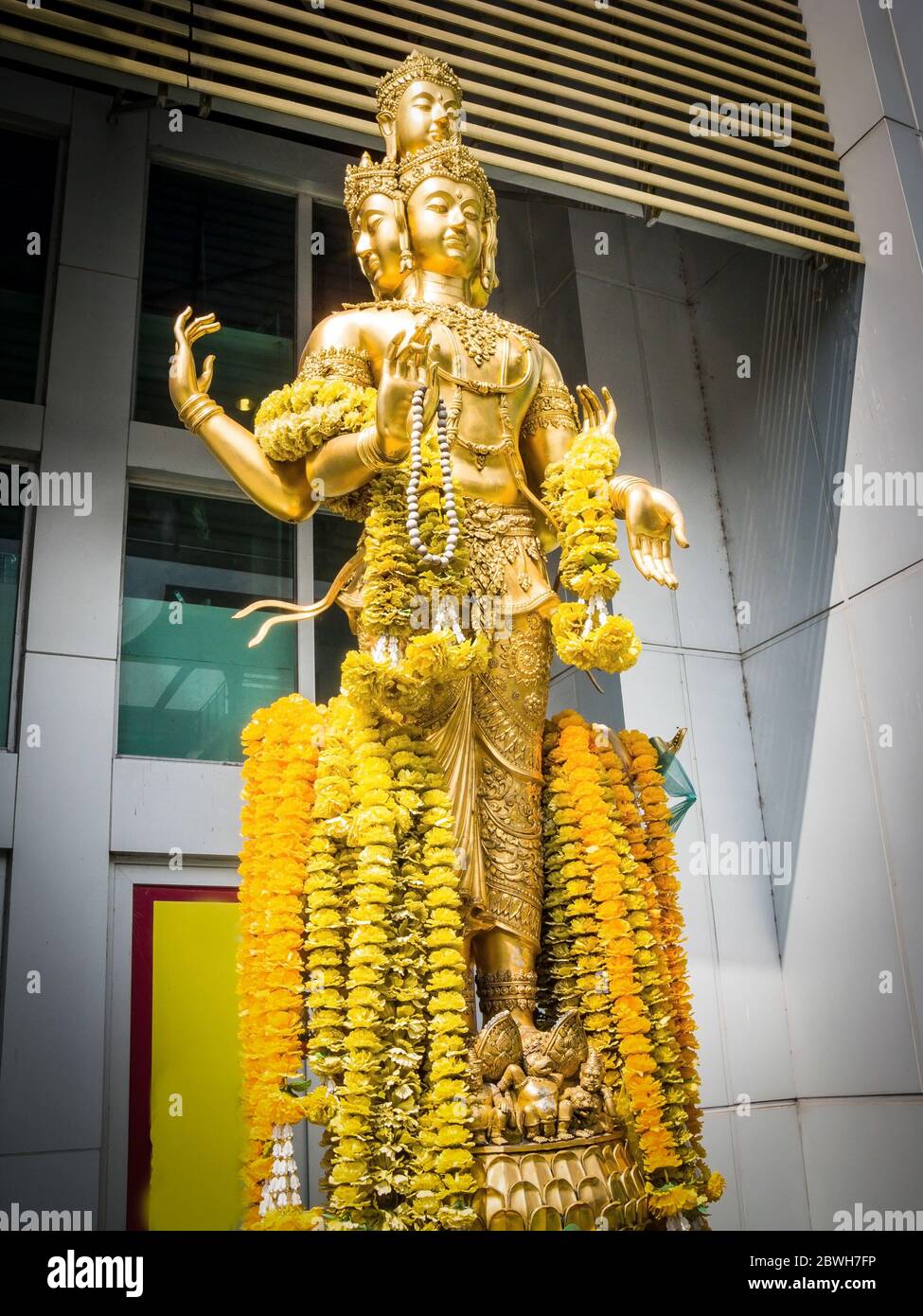 Brahma Fresh gold Stock Photo - Alamy