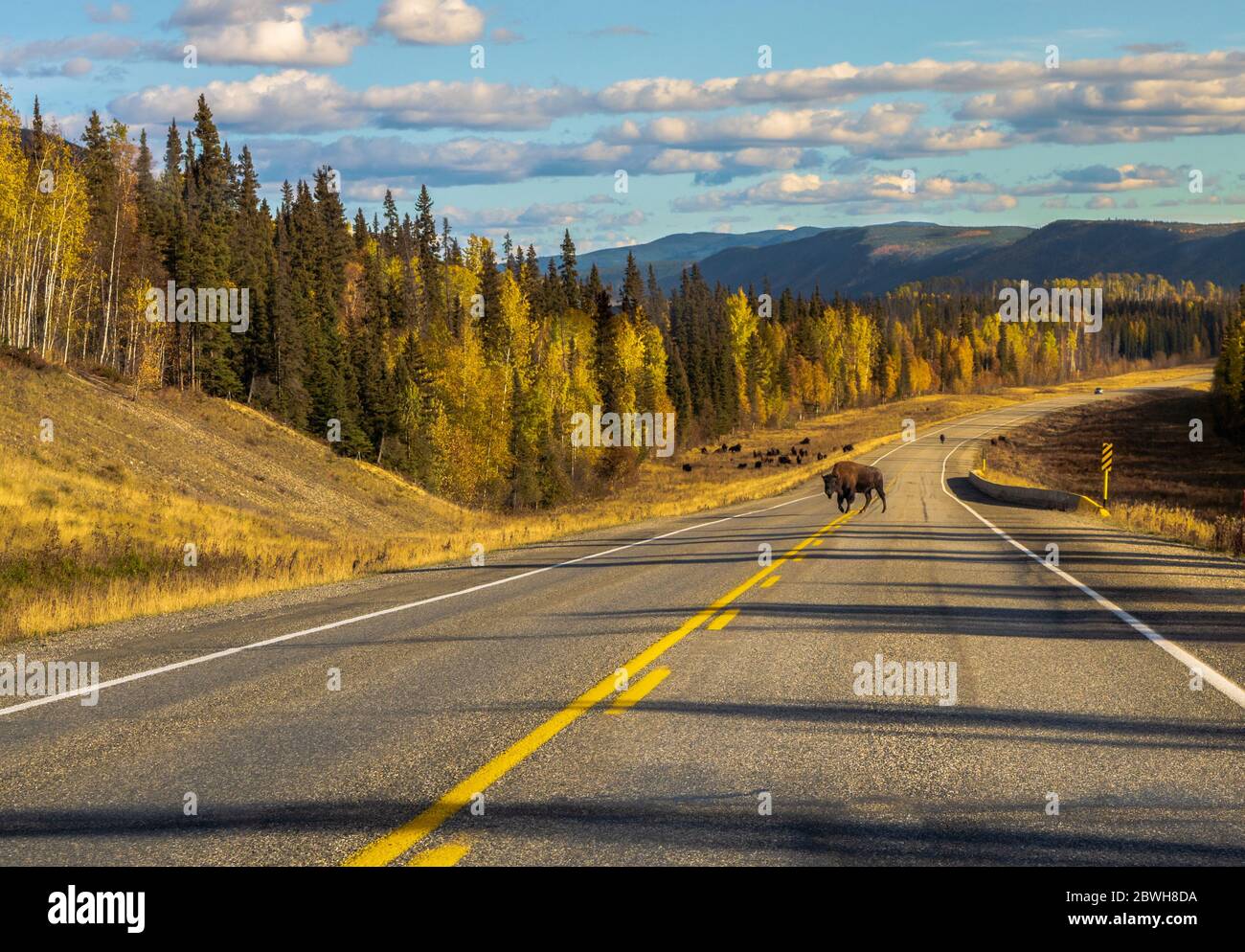Bison Blocking Road High Resolution Stock Photography and Images - Alamy