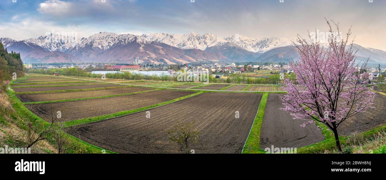 Morning view of blooming sakura cherry tree in front of Hakuba and ...