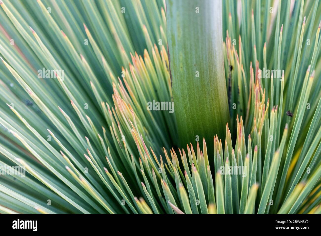Oval Grass Tree growing in the Royal National Park, Sydney Australia ...