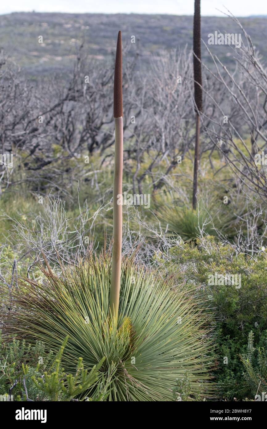 Grass and tress hi-res stock photography and images - Alamy
