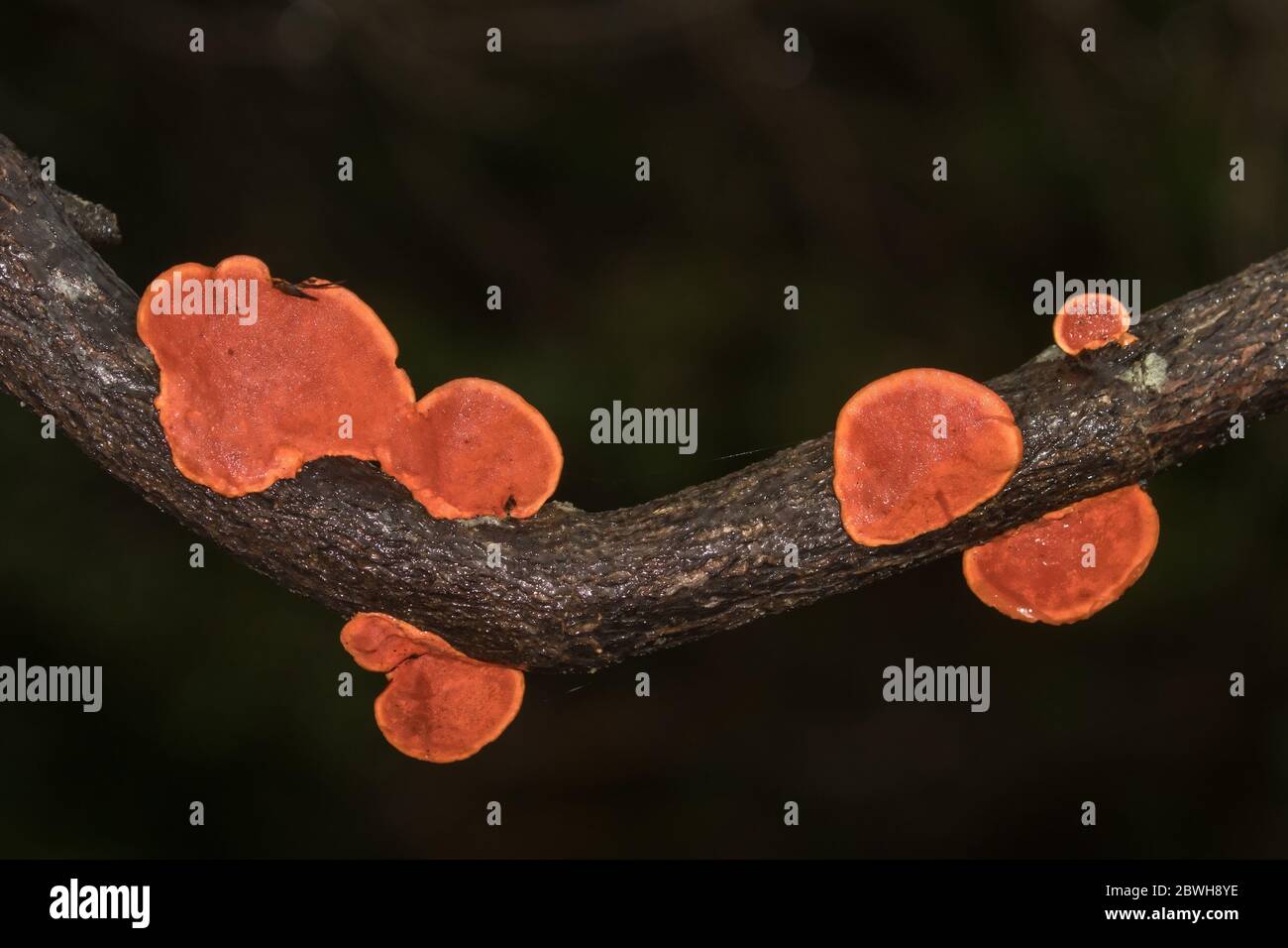 Orange Bracket Fungi growing on log Stock Photo - Alamy