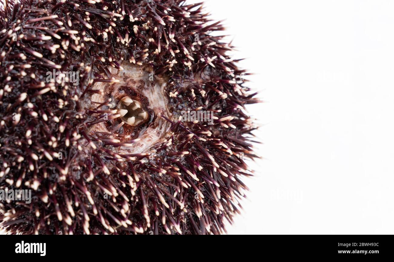 Isolated sea urchin with visible teeth, close up Stock Photo - Alamy