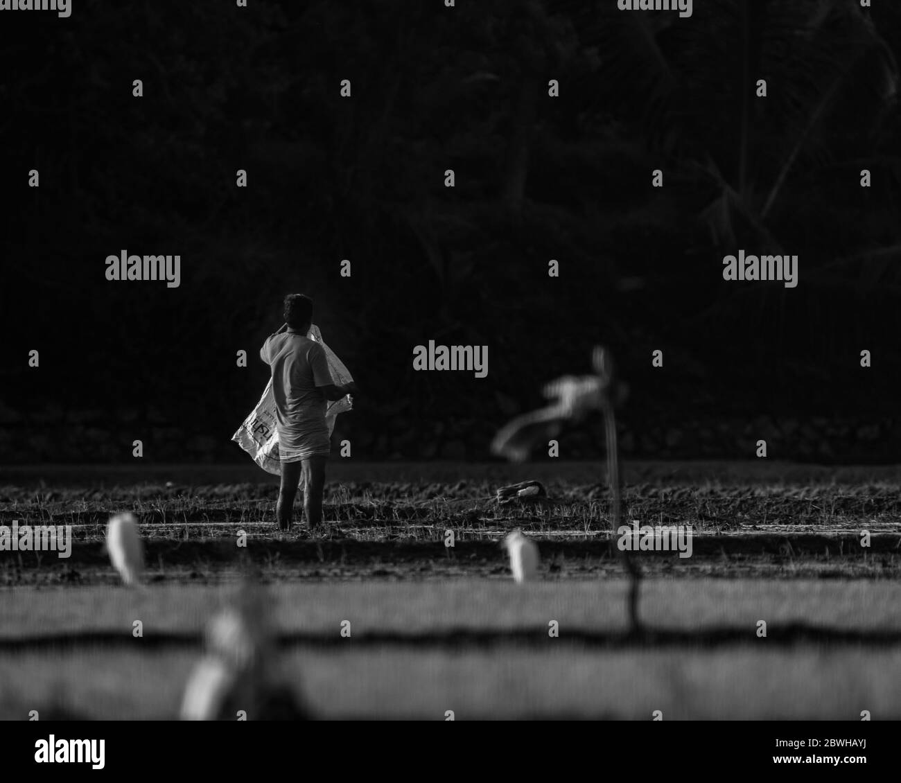 Paddy field in summer Black and White Stock Photos & Images - Alamy