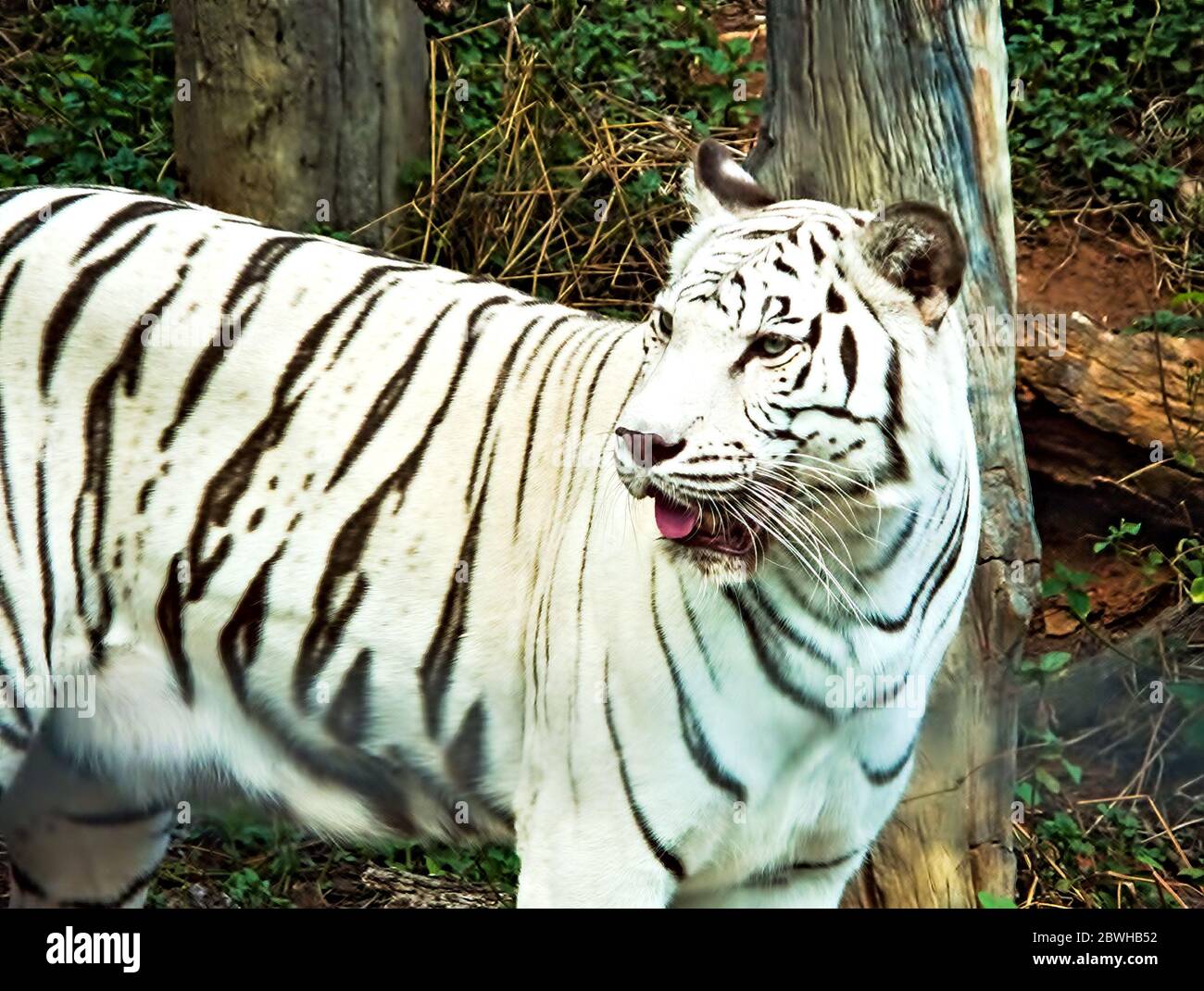 White tiger walking Stock Photo - Alamy