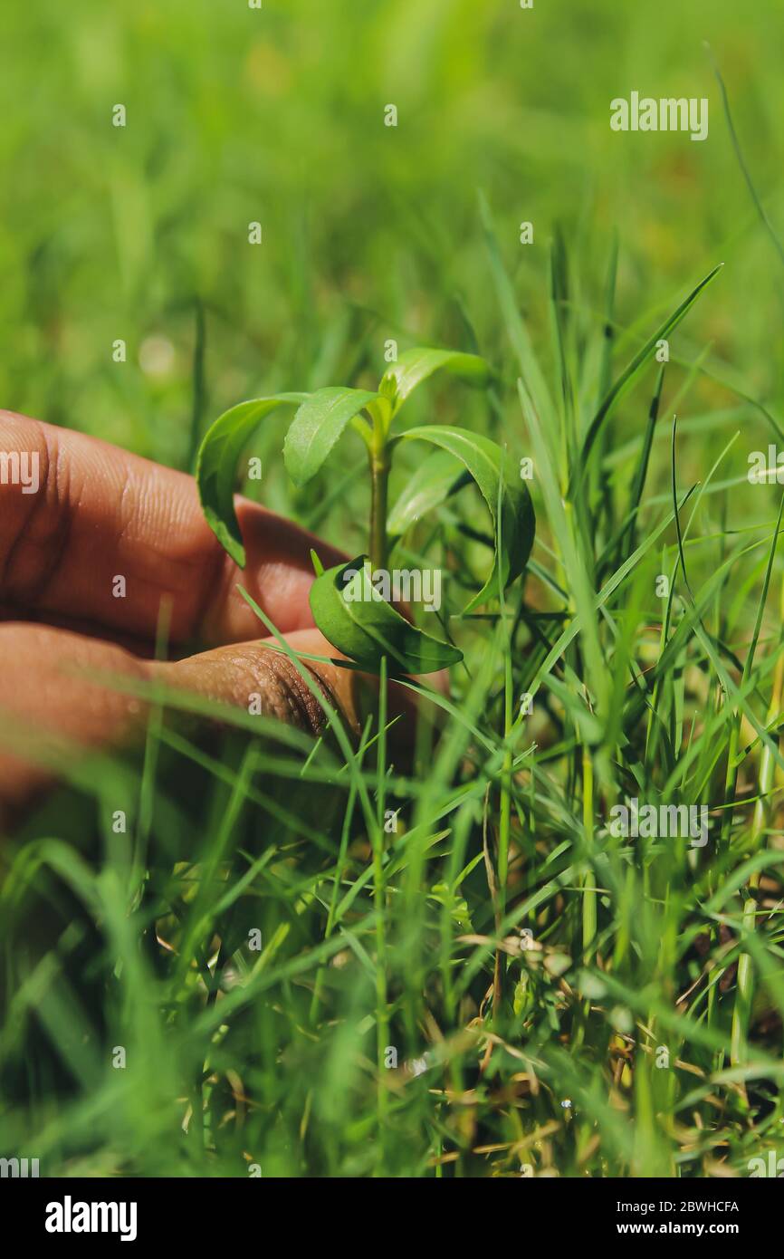 Photography of tree planting, save tree save earth Stock Photo - Alamy