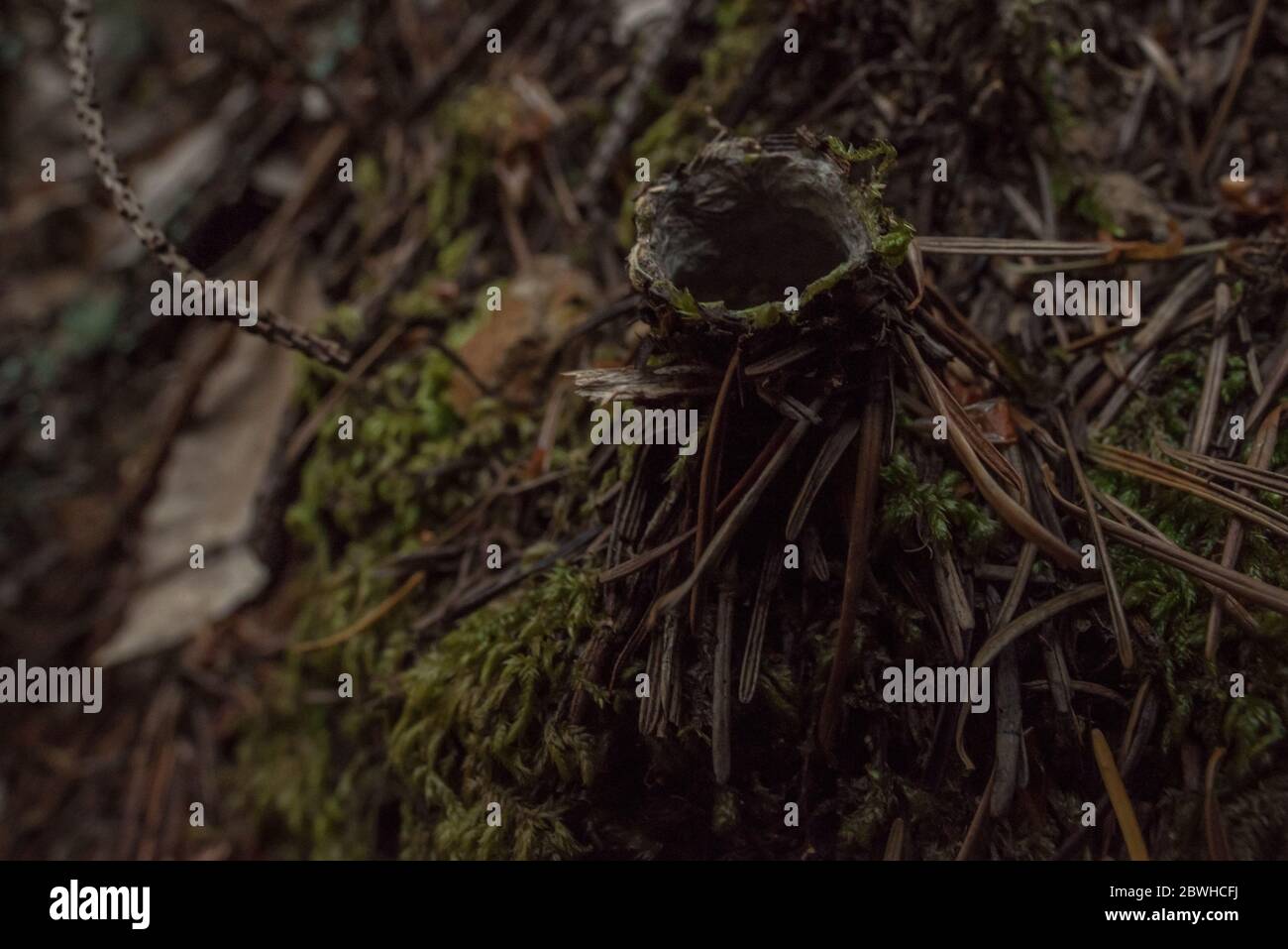 The turret of the California turret spider (Atypoides riversi) a type ...