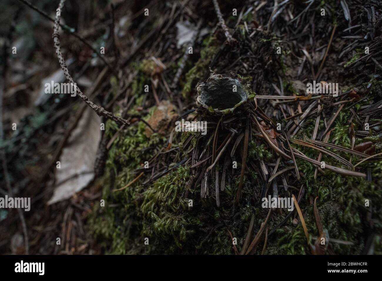 The turret of the California turret spider (Atypoides riversi) a type ...
