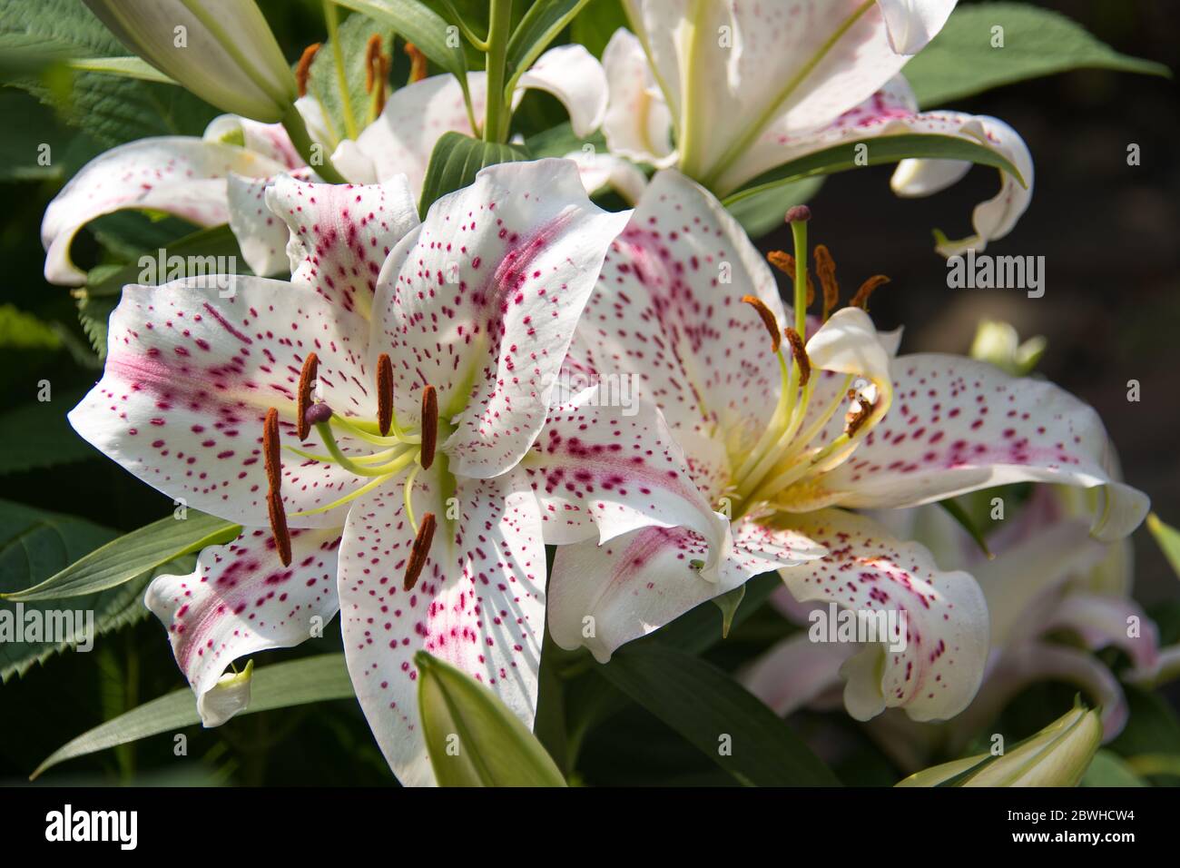 Oriental Lily Muscadet Stock Photo - Alamy