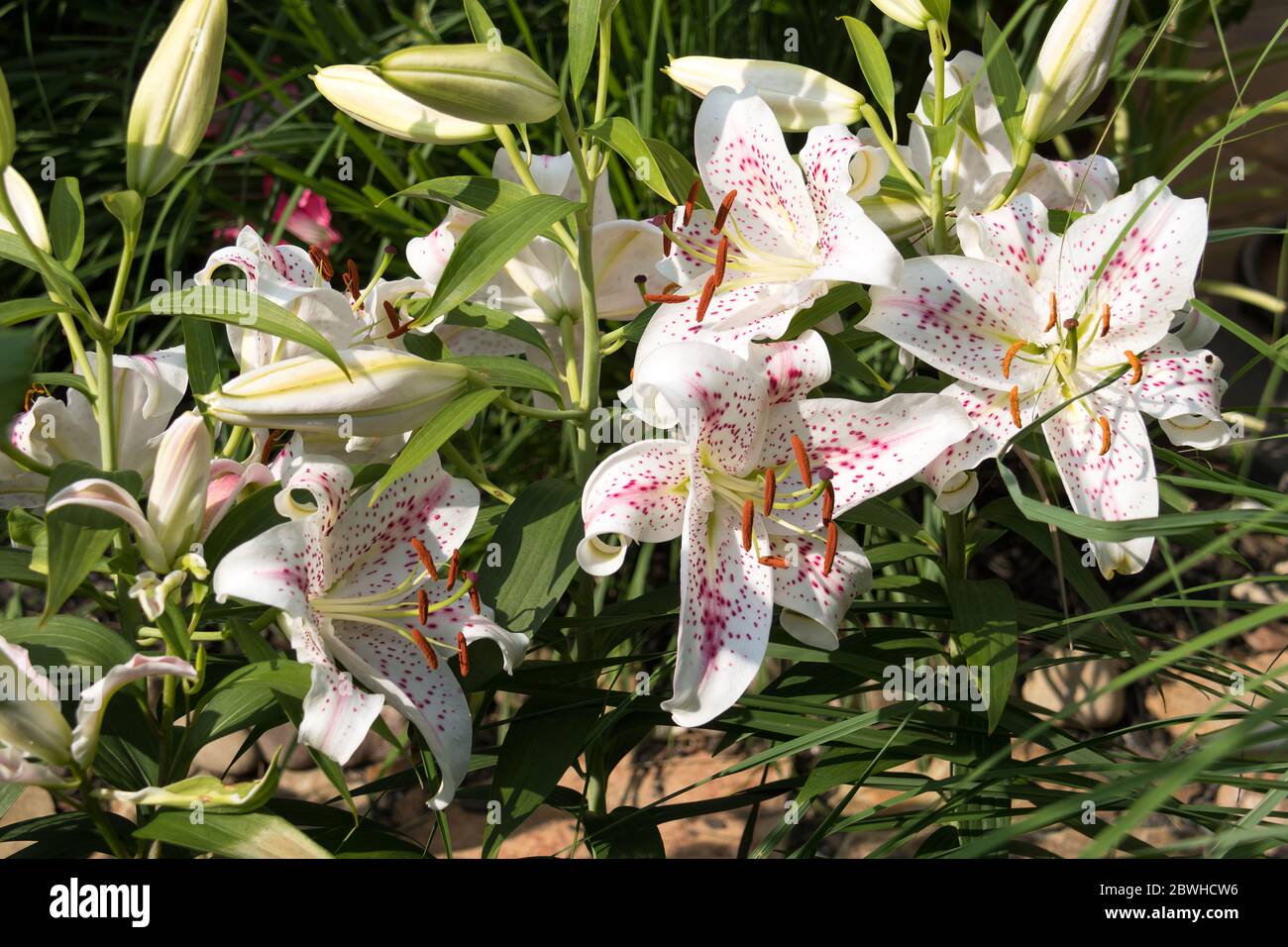 Oriental Lily Muscadet Stock Photo - Alamy