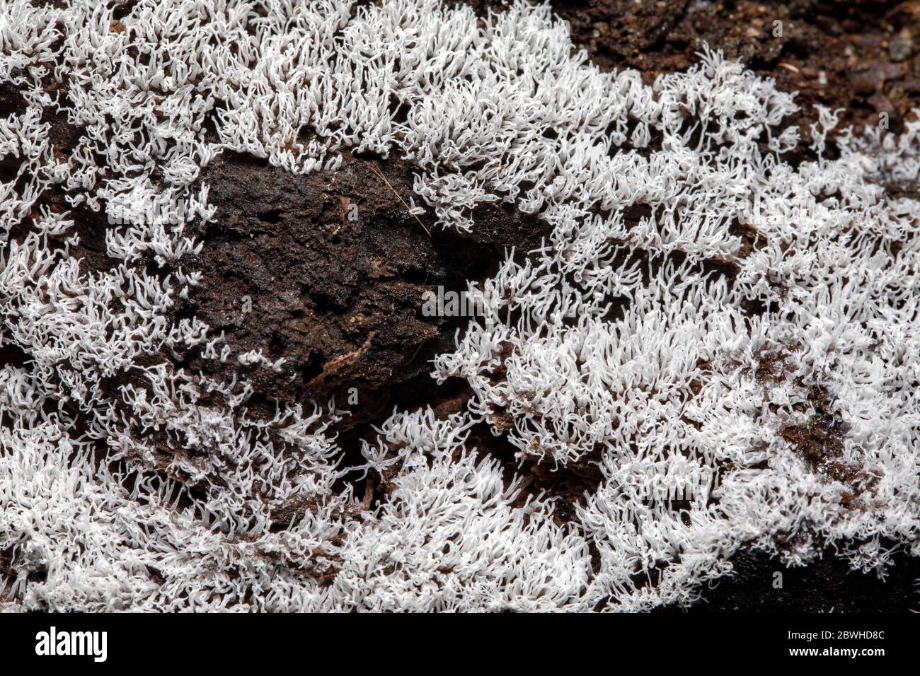 Slime mold hi-res stock photography and images - Alamy