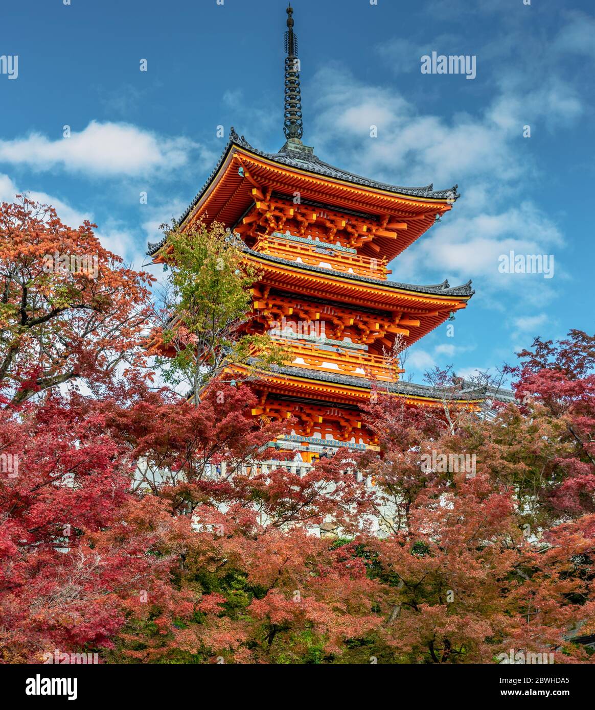 Toji Five story pagoda surounded by autumn colors. Kyoto, Japan Stock ...