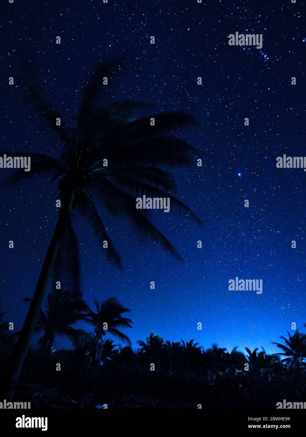 Stars with Palm Tree Stock Photo - Alamy