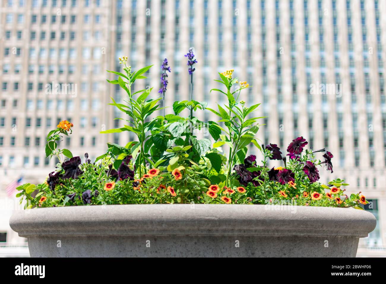 Flower Pot with Colorful Flowers along the Chicago River with ...