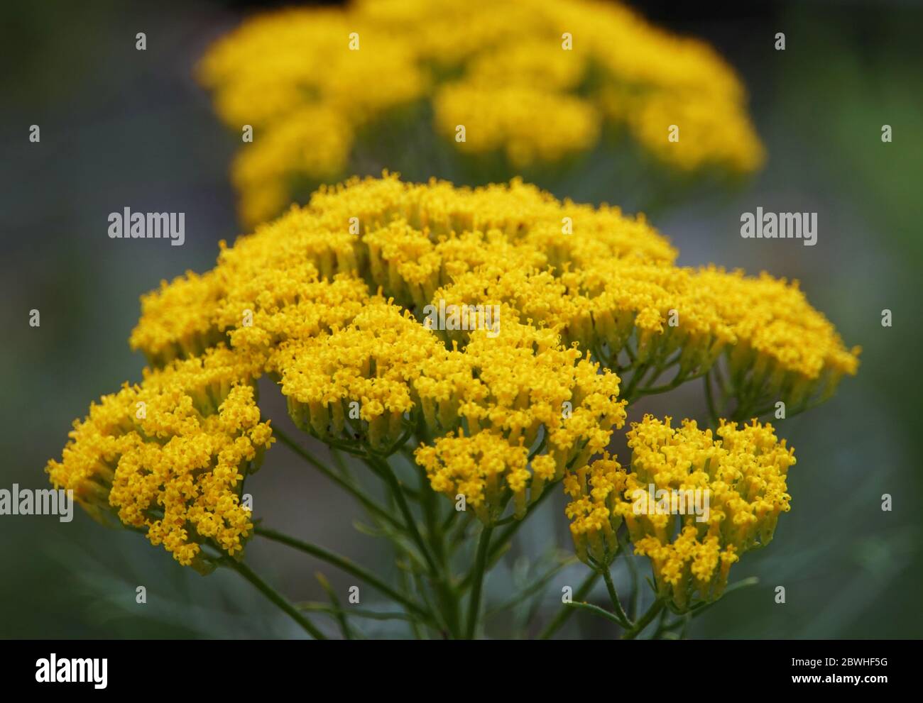 Silver mound hi-res stock photography and images - Alamy