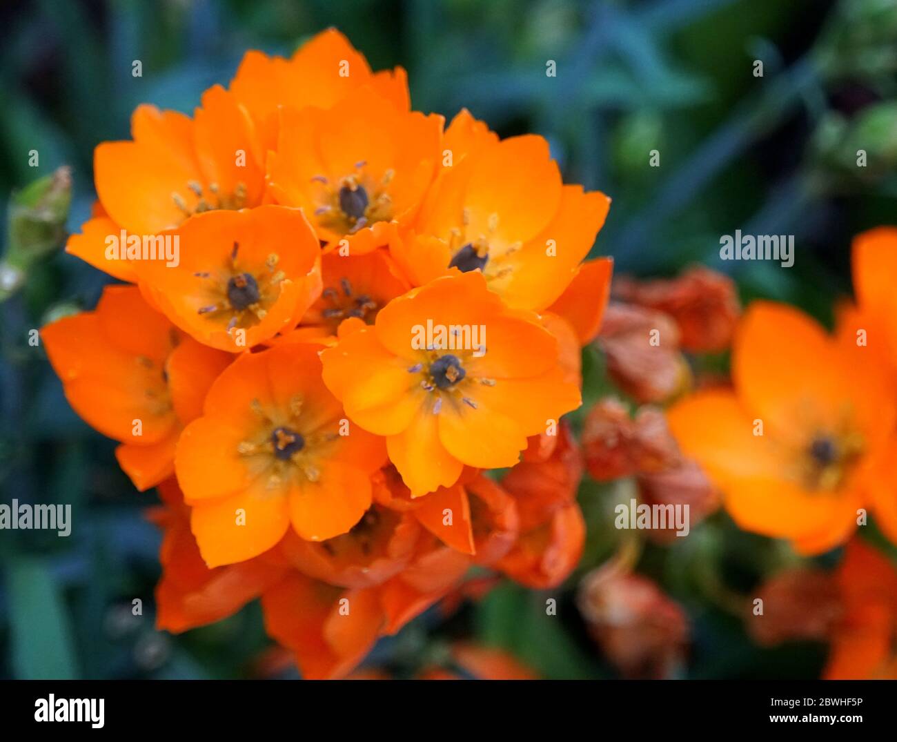 Orange color of Ornithogalum Dubium flowers at full bloom Stock Photo ...