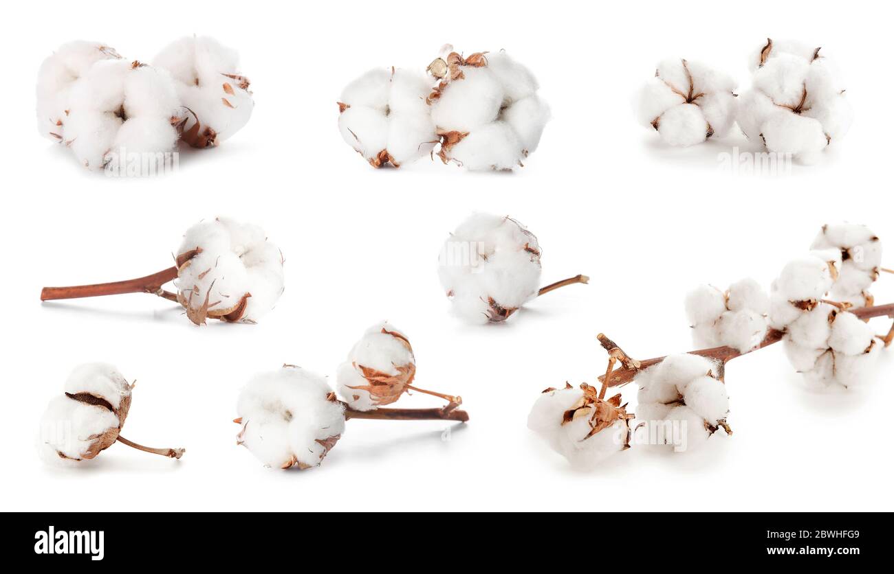 Beautiful cotton flowers on white background Stock Photo - Alamy