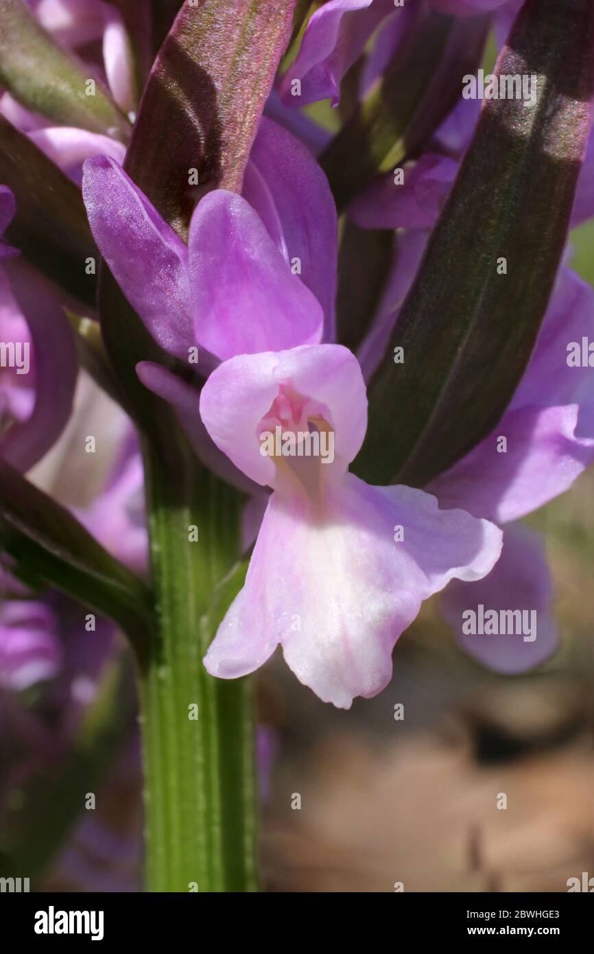 Dactylorhiza romana, Roman Orchid. Wild plant shot in the spring Stock ...
