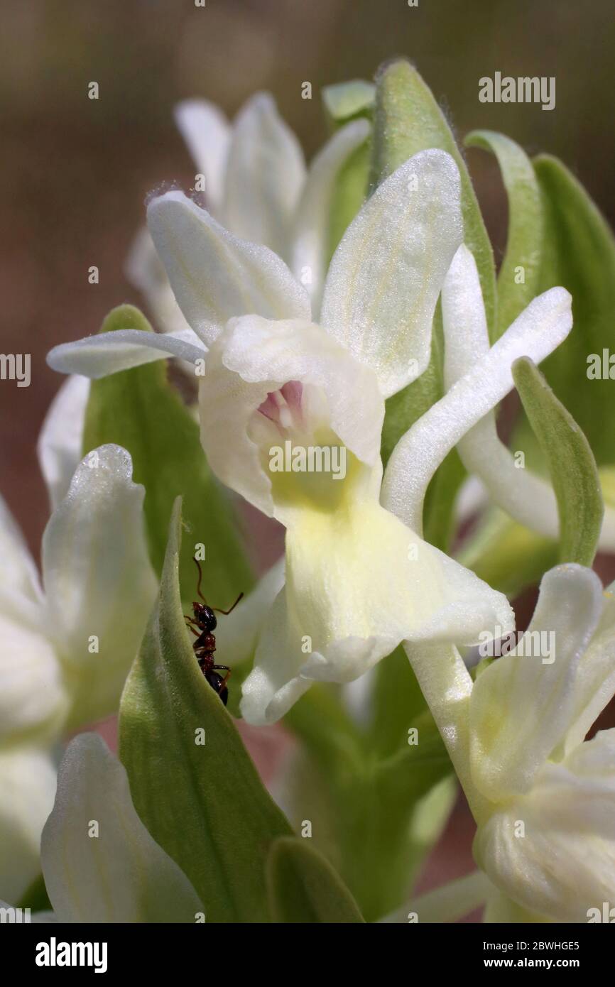 Roman plants hi-res stock photography and images - Alamy