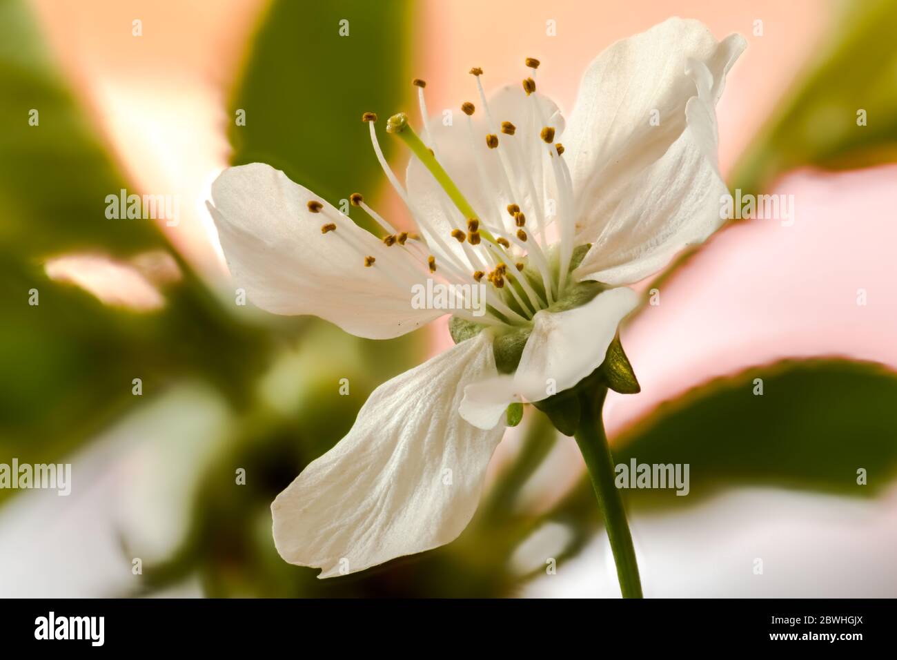 Sweet Cherry Flower (Prunus avium Stock Photo - Alamy