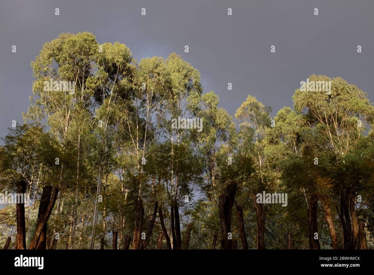 Grey storm clouds, highlighting trees, Karen, Nairobi, Kenya 19 Aug ...