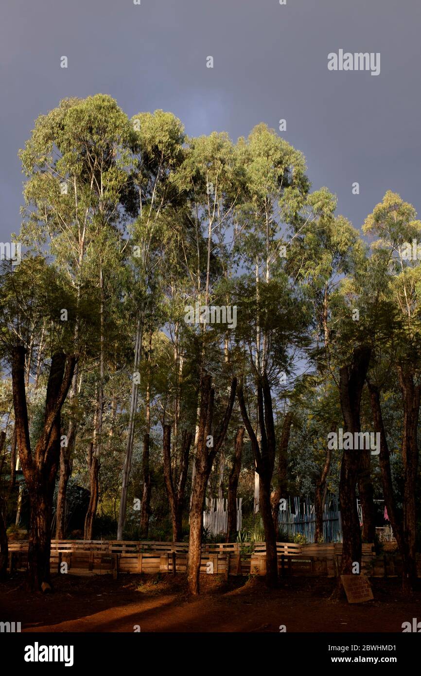 Grey trees hi-res stock photography and images - Alamy