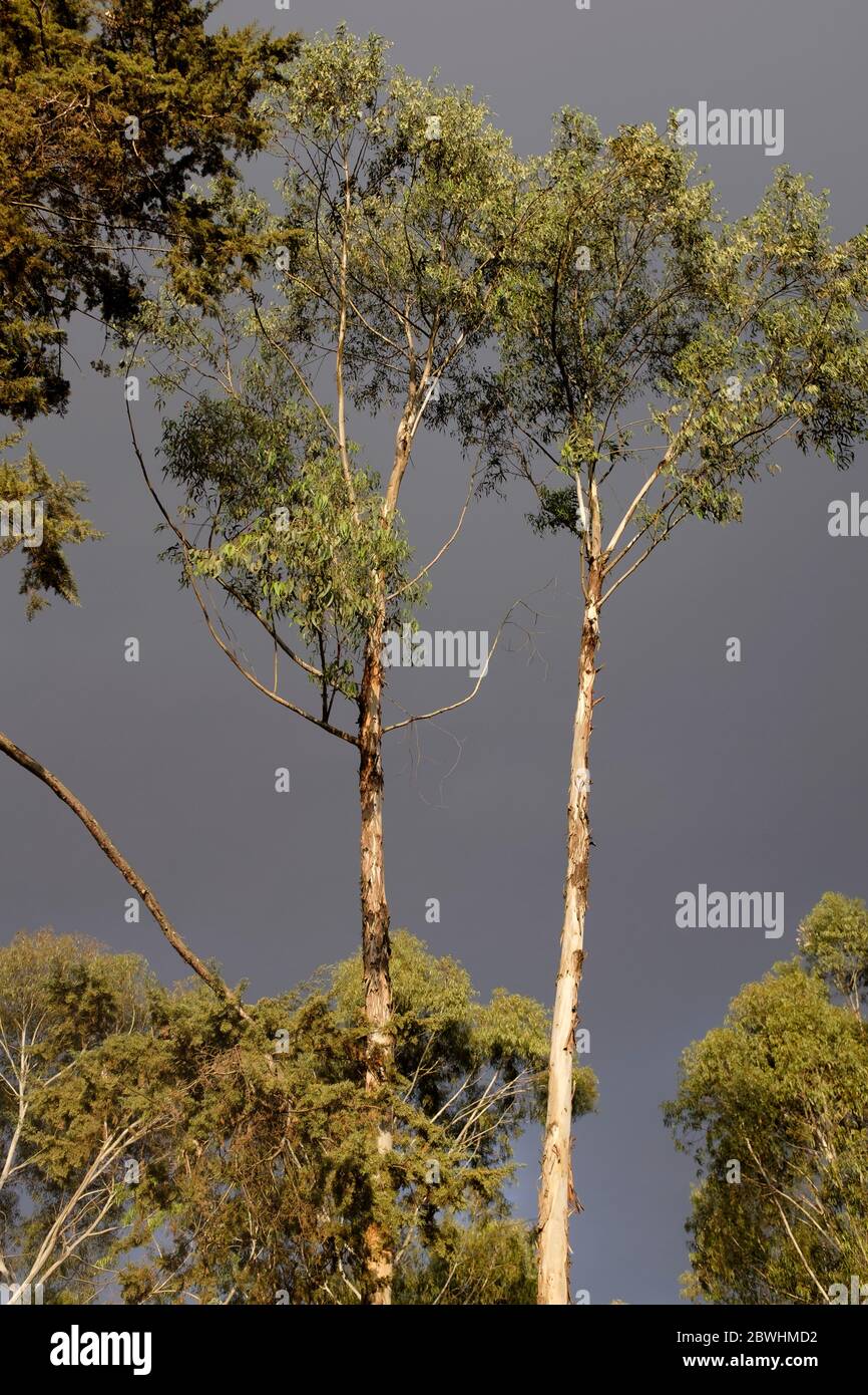 Grey storm clouds highlighting hi-res stock photography and images - Alamy