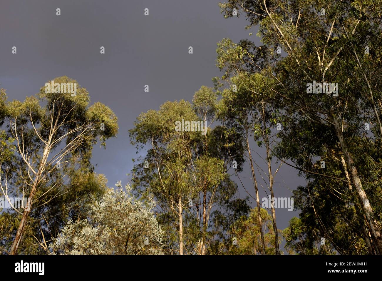 Grey storm clouds, highlighting trees, Karen, Nairobi, Kenya 19 Aug ...