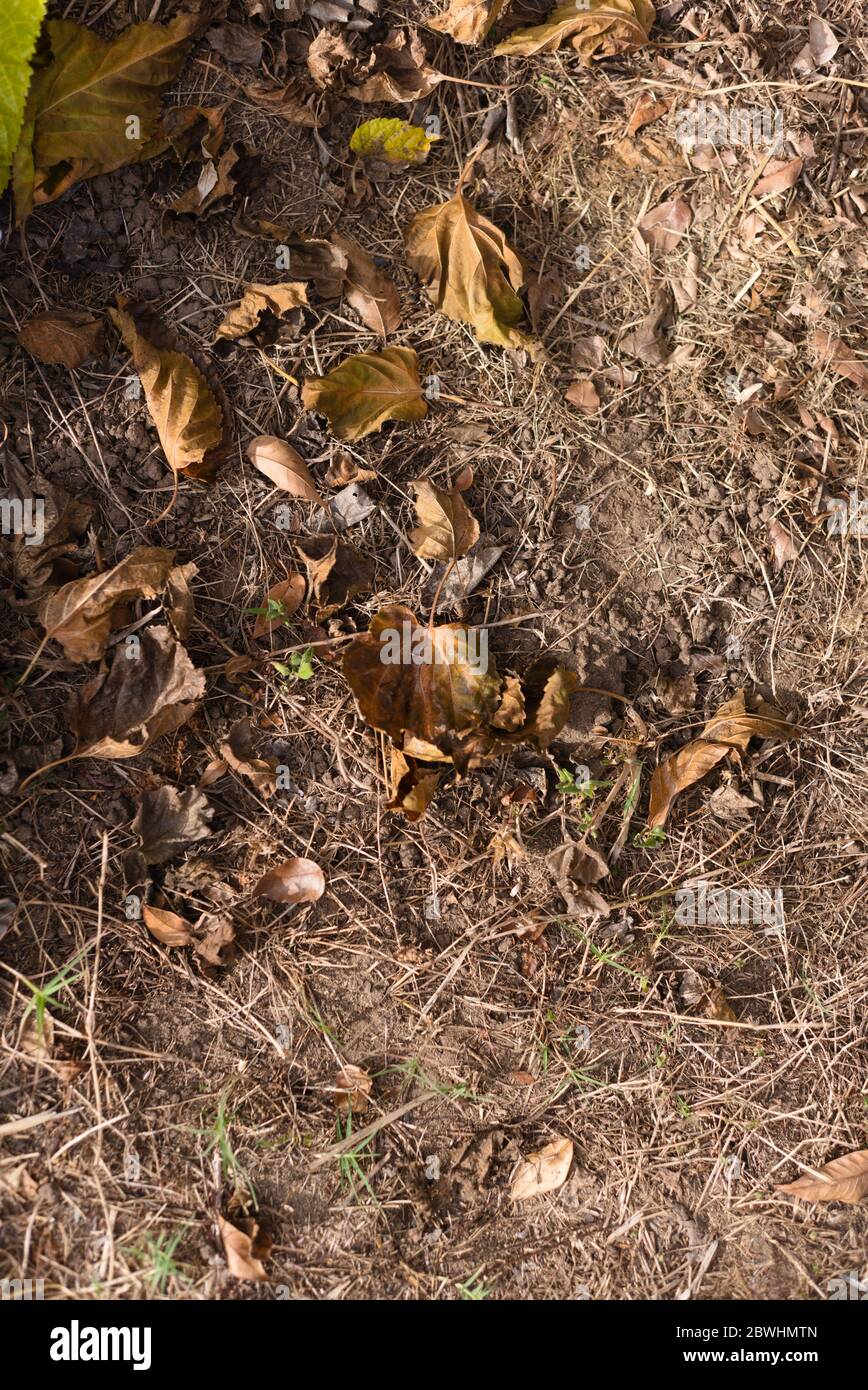 Dead autumn leaves on the ground with dirt Stock Photo - Alamy