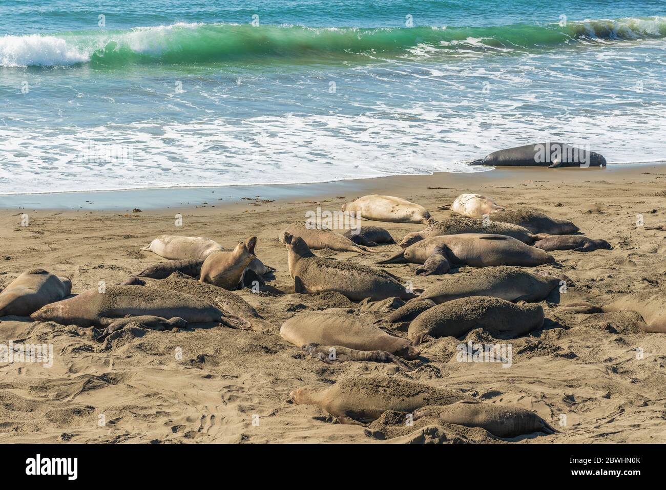 Elephant seal migration hi-res stock photography and images - Alamy