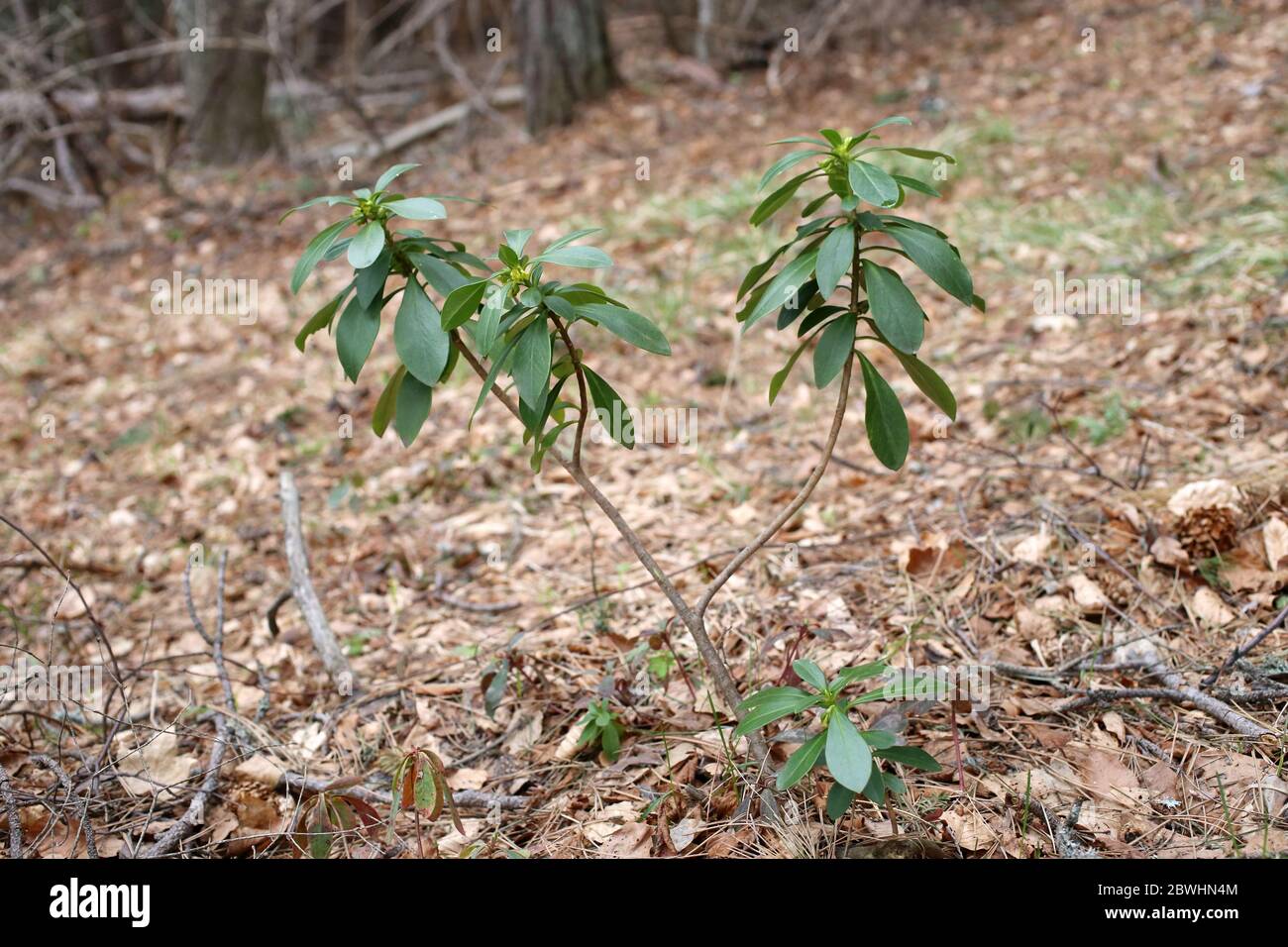 Spurge laurel daphne laureola hi-res stock photography and images - Alamy