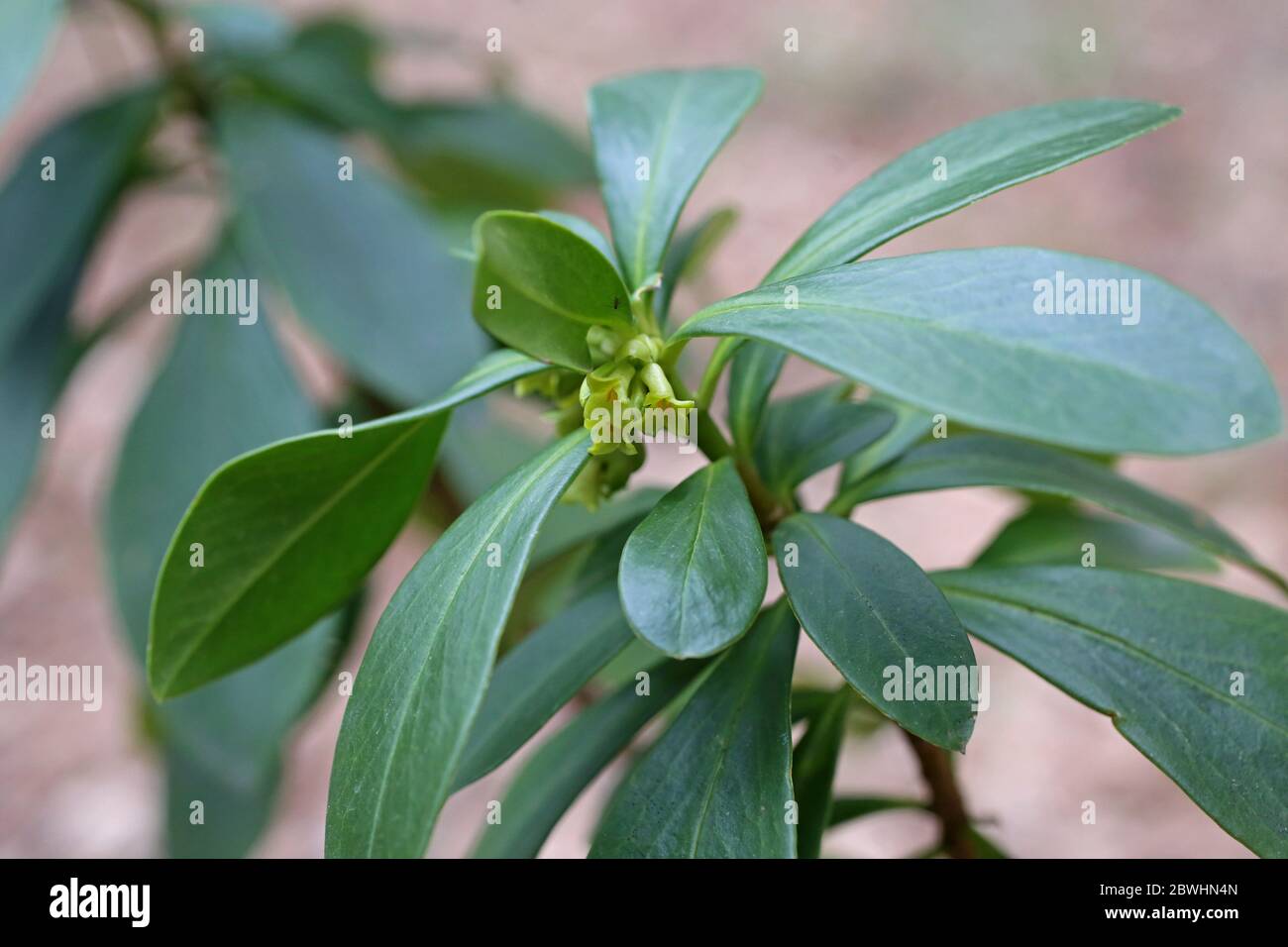 Daphne laureola, Spurge Laurel. Wild plant shot in the spring Stock ...