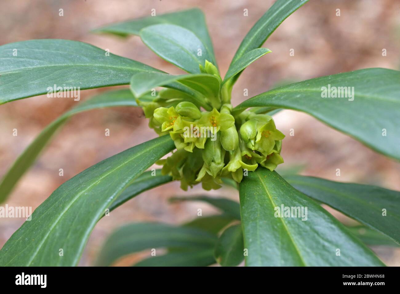 Spurge laurel daphne laureola hi-res stock photography and images - Alamy