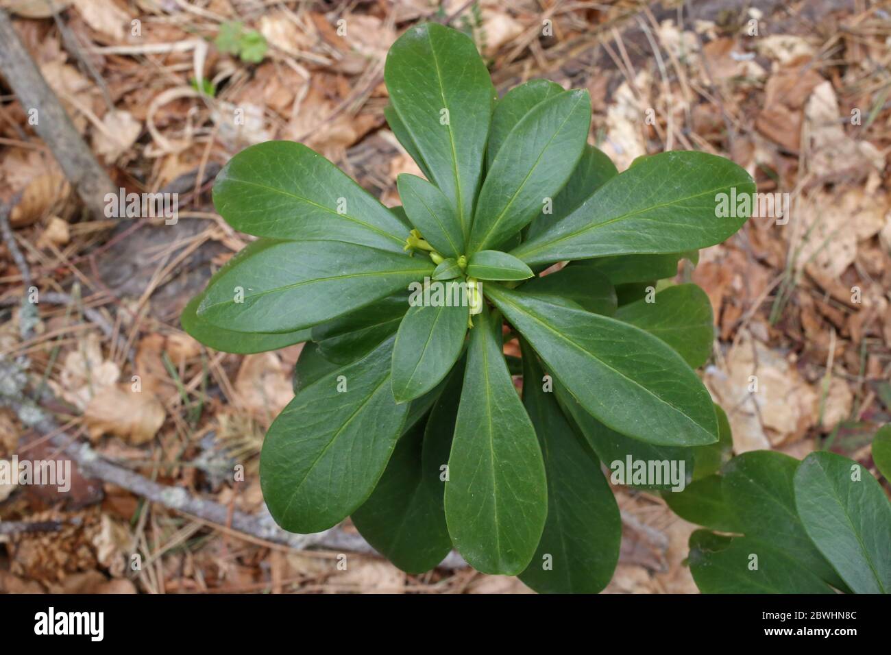 Daphne laureola, Spurge Laurel. Wild plant shot in the spring Stock ...