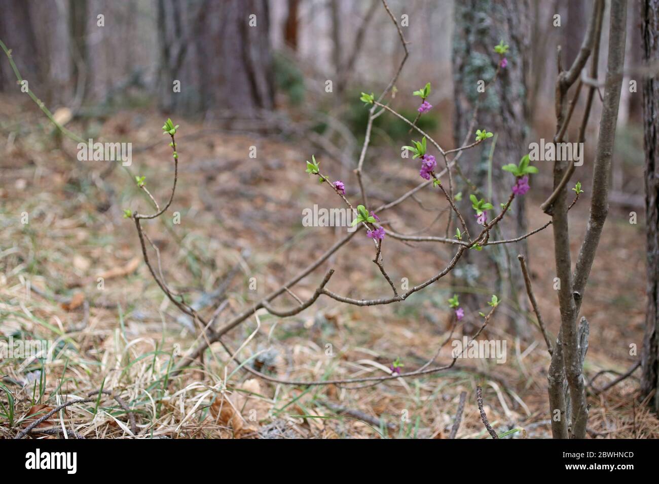 Daphne mezereum, Mezereon - Wild plant shot in the spring Stock Photo ...