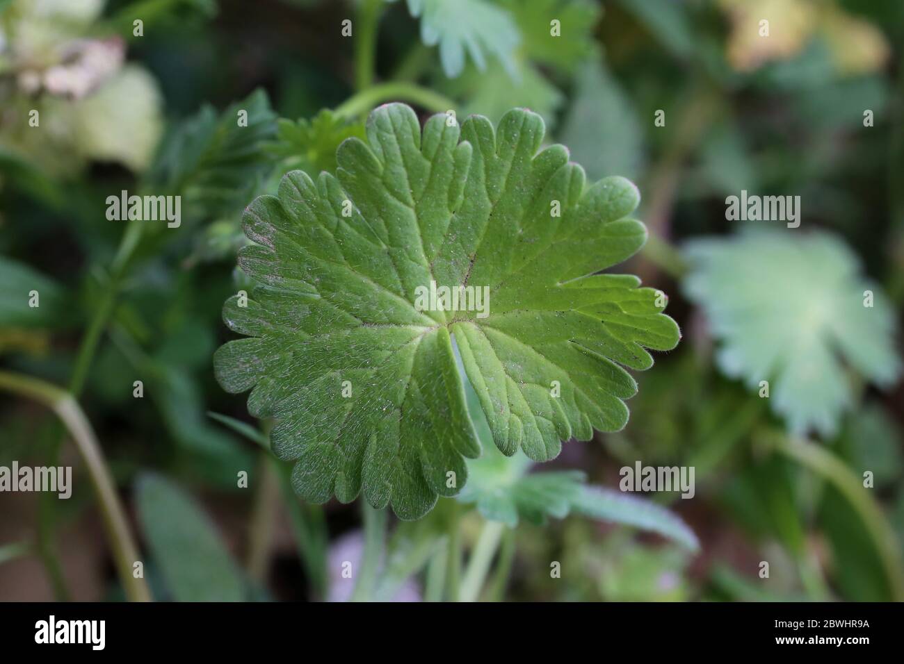 Geranium molle, Dovesefoot Cranesbill. Wild plant shot in the spring ...