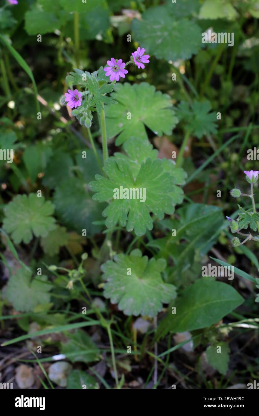 Geranium molle, Dovesefoot Cranesbill. Wild plant shot in the spring ...