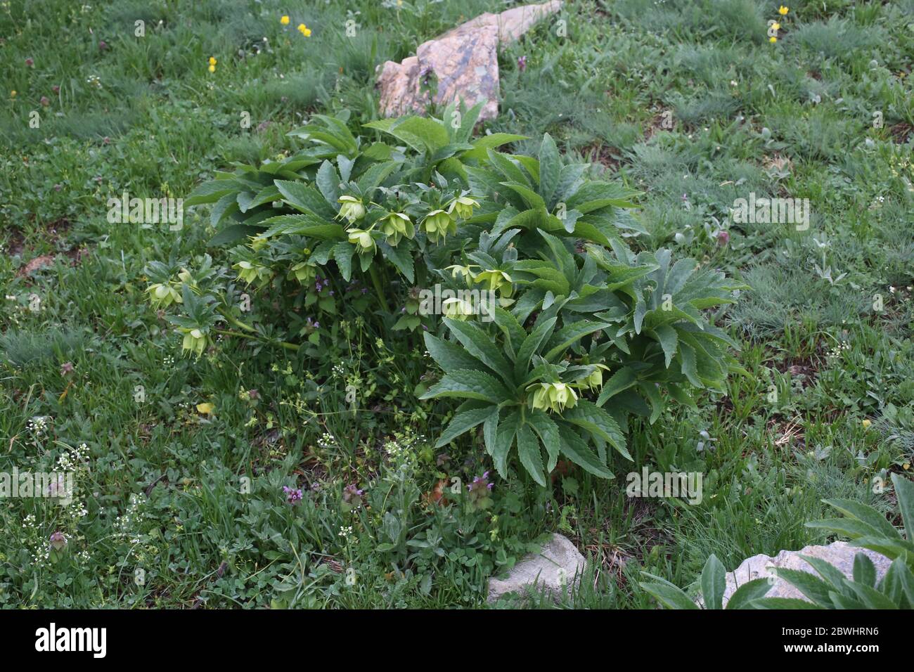 Wild hellebore flower hi-res stock photography and images - Alamy